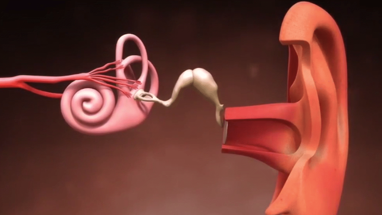 Our Nervous System Videos & Resources | ClickView