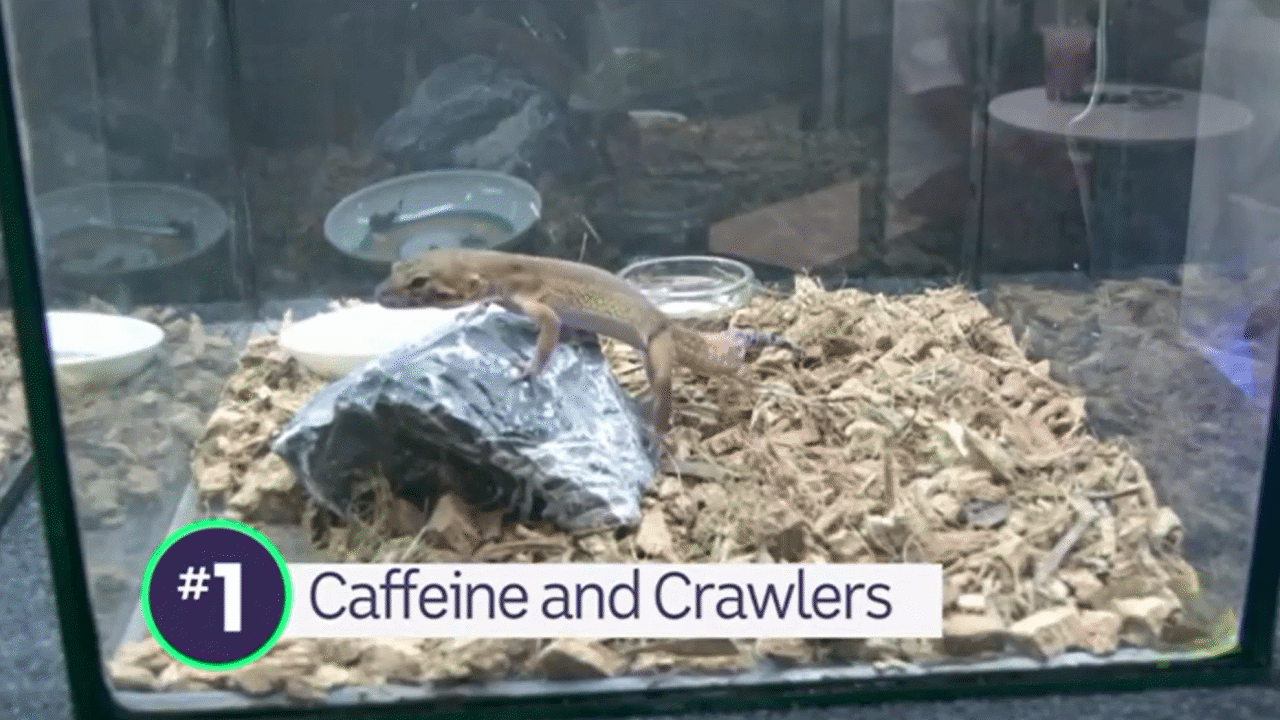 Reptile Cafe - Malaysia's first reptile cafe... - ClickView