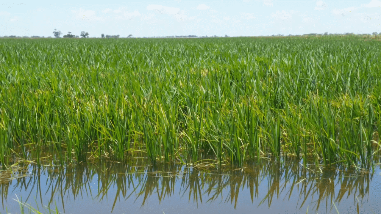 Rice Breeding - Development of new rice varie... - ClickView