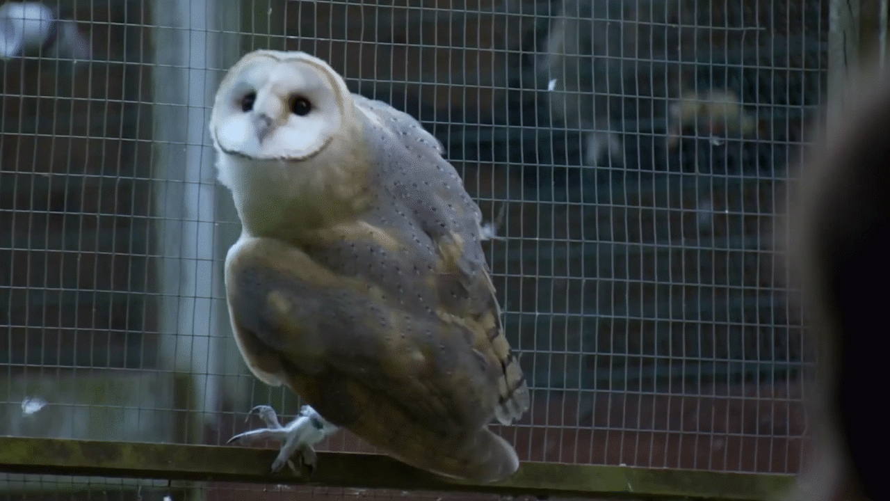 Owls: Behind the Magic - Through the eyes of... - ClickView