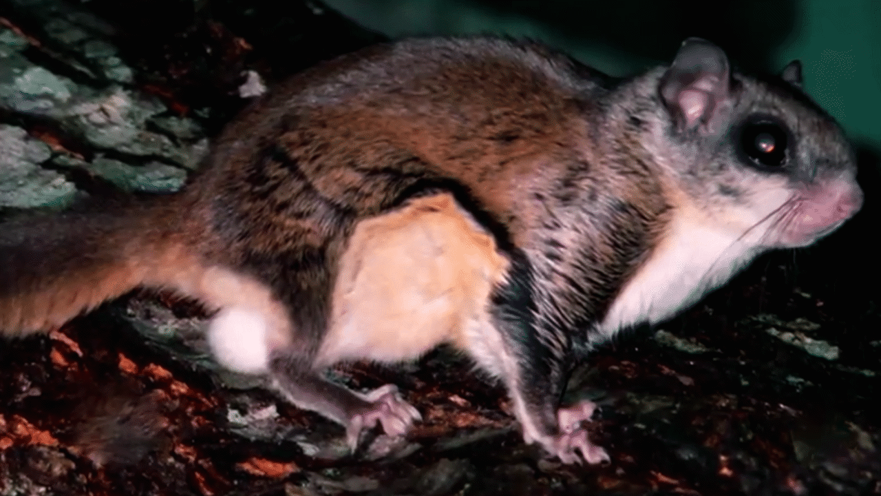 Flying Squirrel! Video & Resources | ClickView