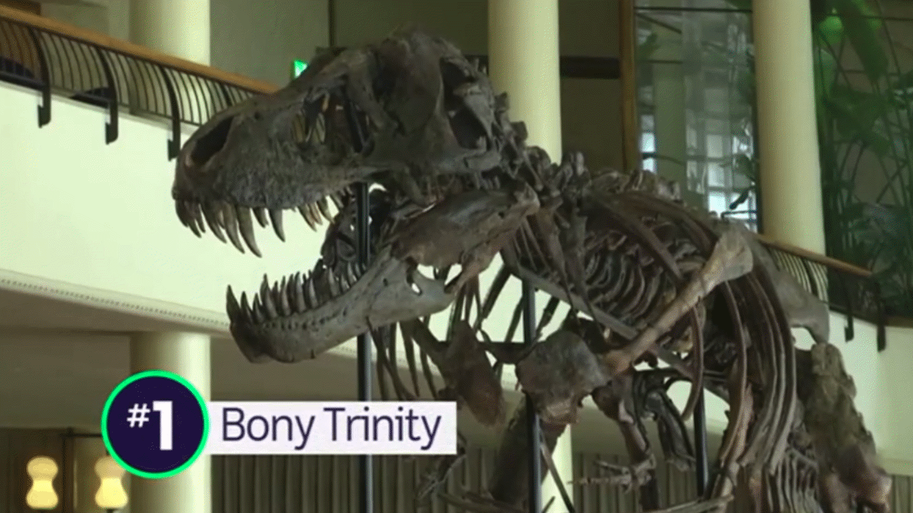 T-Rex Skeleton - First up, to this giant T-Re... - ClickView
