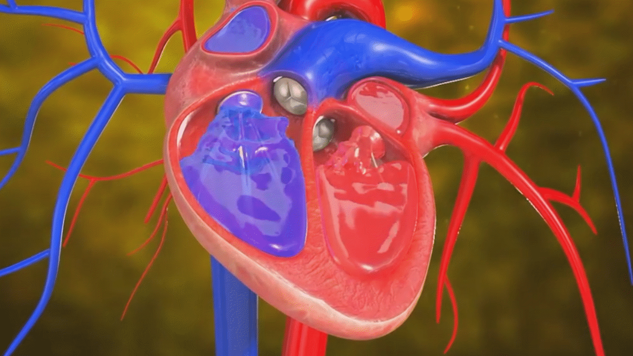 The Major Blood Vessels of the Human Heart | ClickView