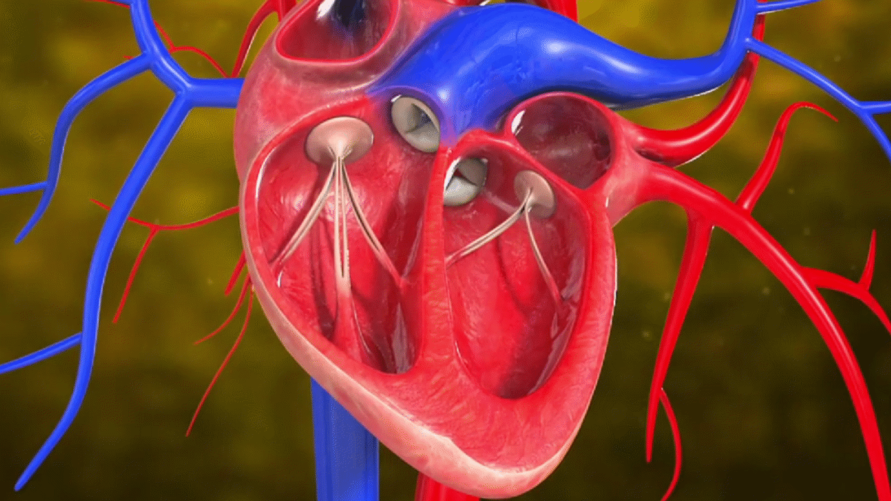 Life Processes: Transportation Videos & Resources | ClickView