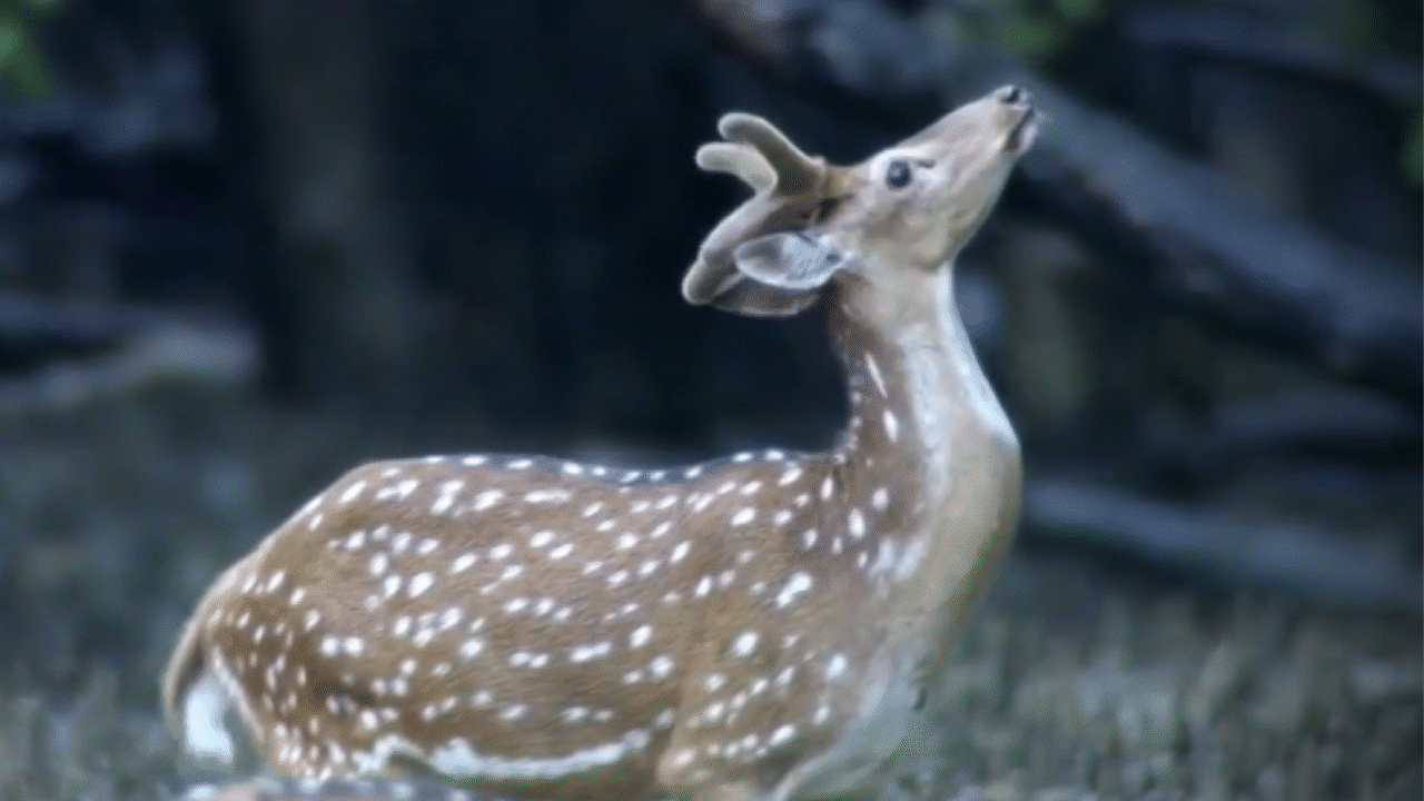 Animals Everywhere Videos & Resources | ClickView