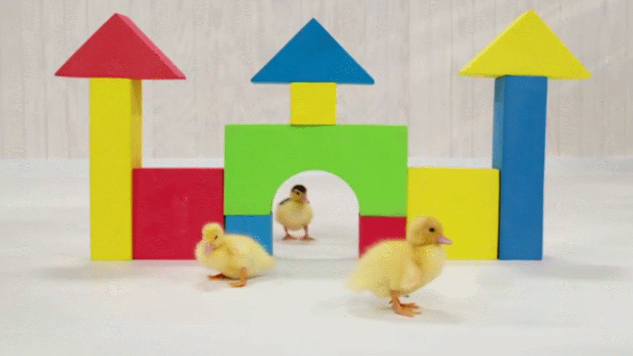 Mini Kids Videos & Resources | ClickView