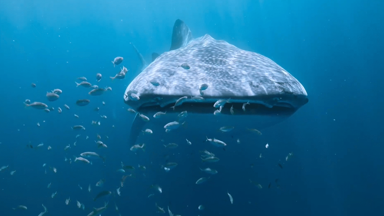 Collisions - ClickView