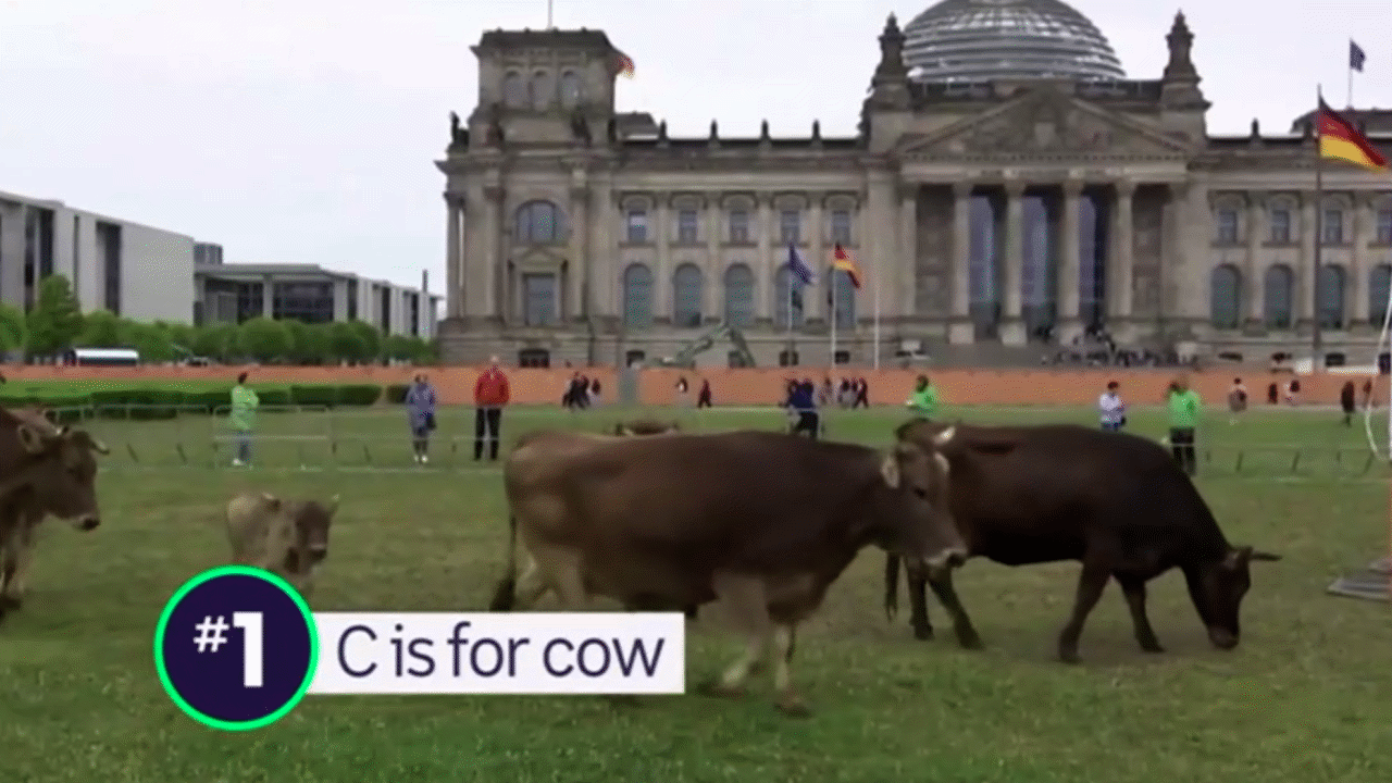 Cows Protest - First up to cows! But they're... - ClickView