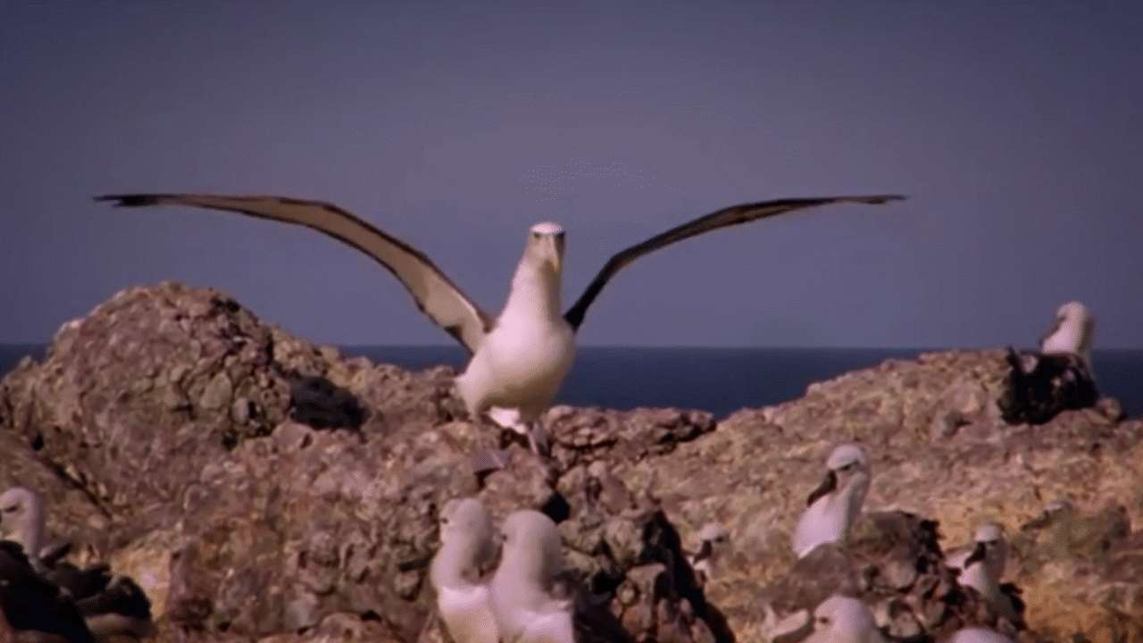 Face Plant - Braving the wild, windswept beac... - ClickView