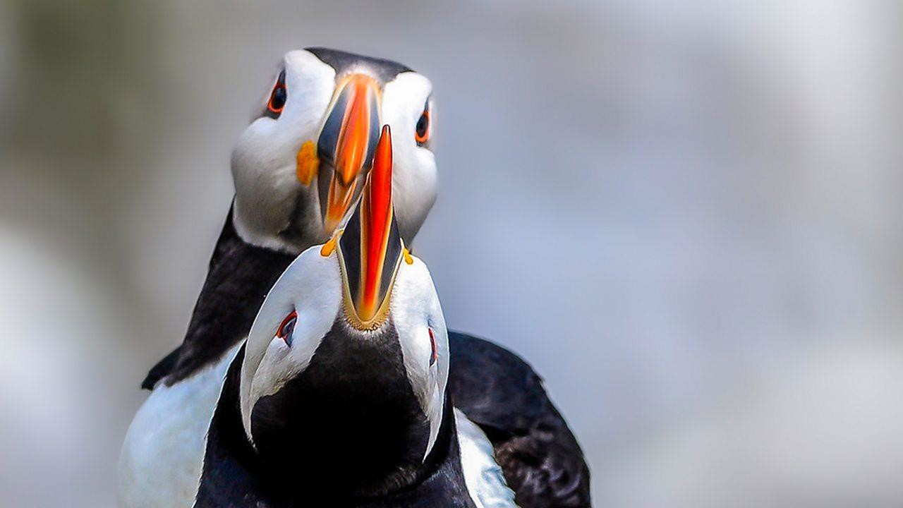 Springwatch Videos & Resources | ClickView