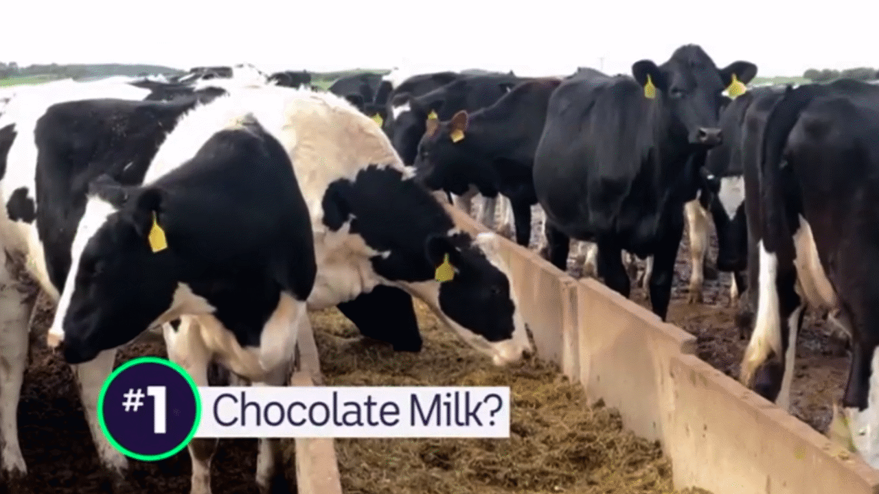 Cows Eating Chocolate - First up, to a farmer... - ClickView