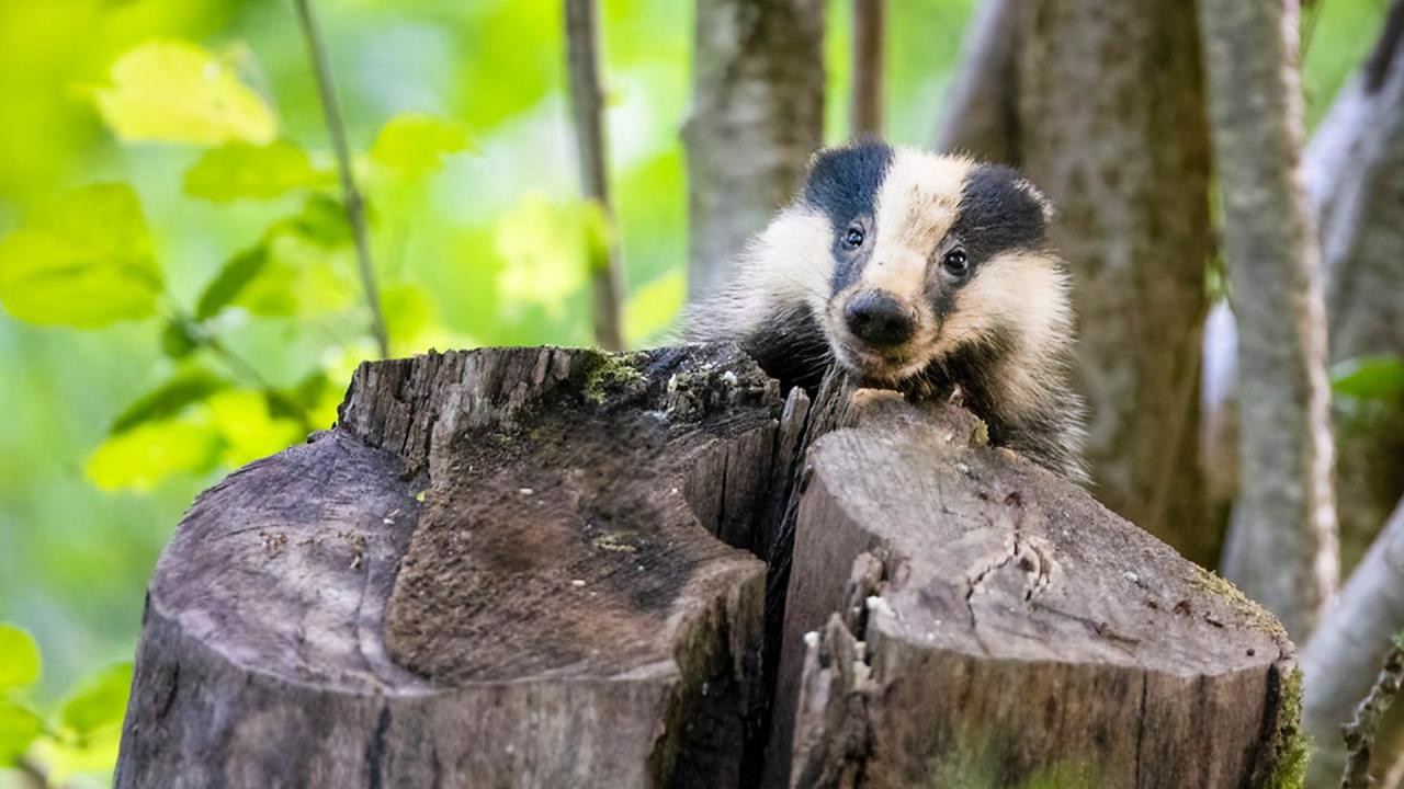 Springwatch Videos & Resources | ClickView