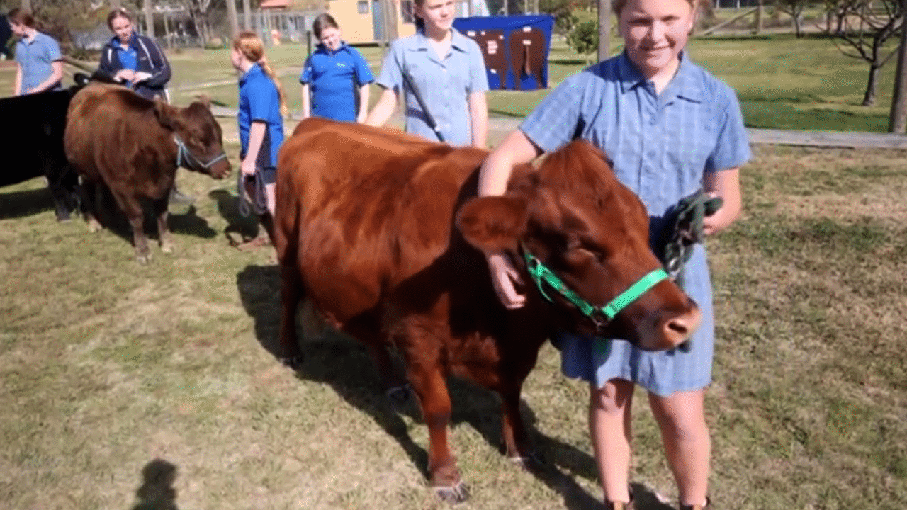 Cattle Club - Now your school might have a dr... - ClickView