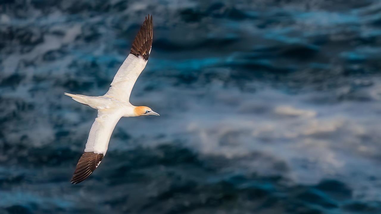 Springwatch Videos & Resources | ClickView