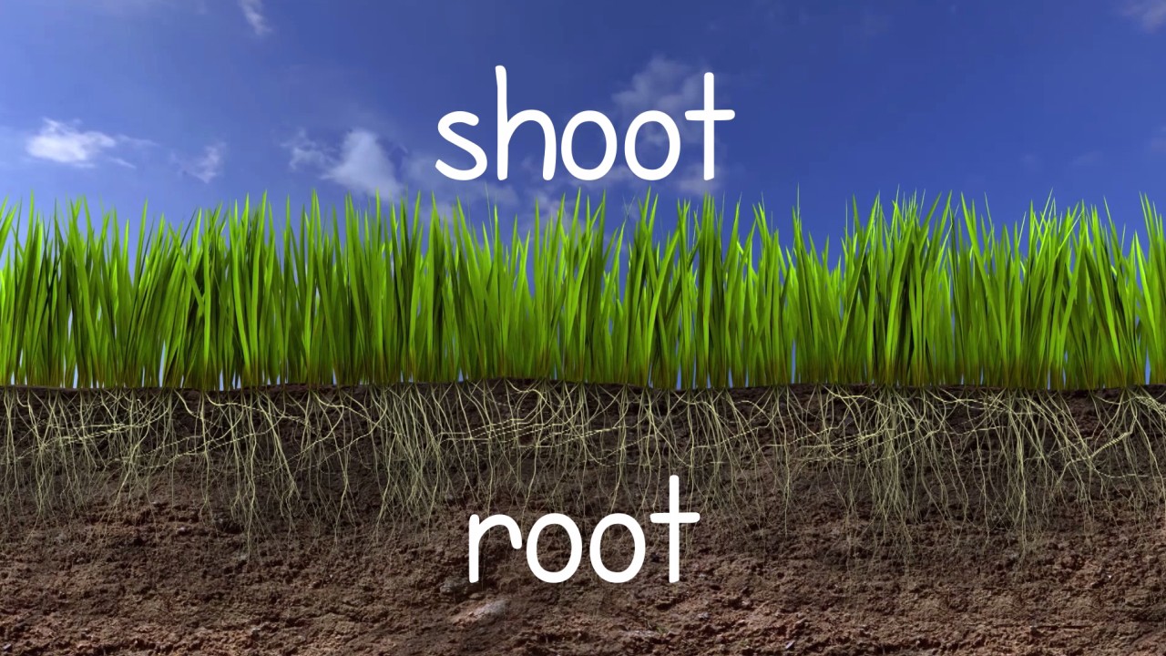 plant-structures-and-functions-video-teaching-resources-clickview