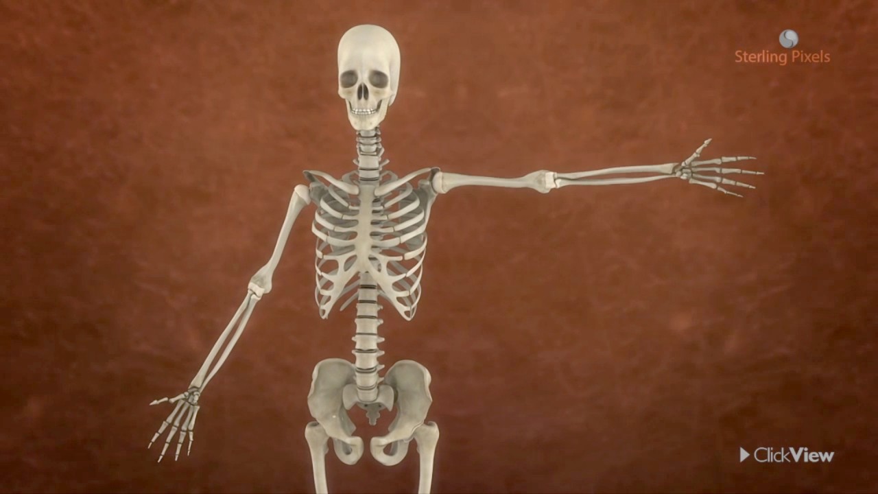 Skeletal System Support