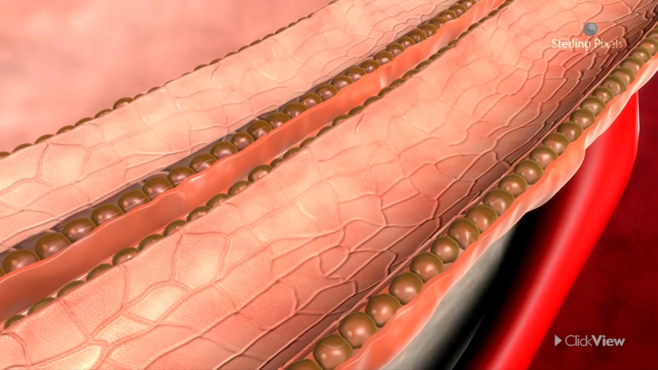 Squamous and Cuboidal Epithelial Tissues | ClickView