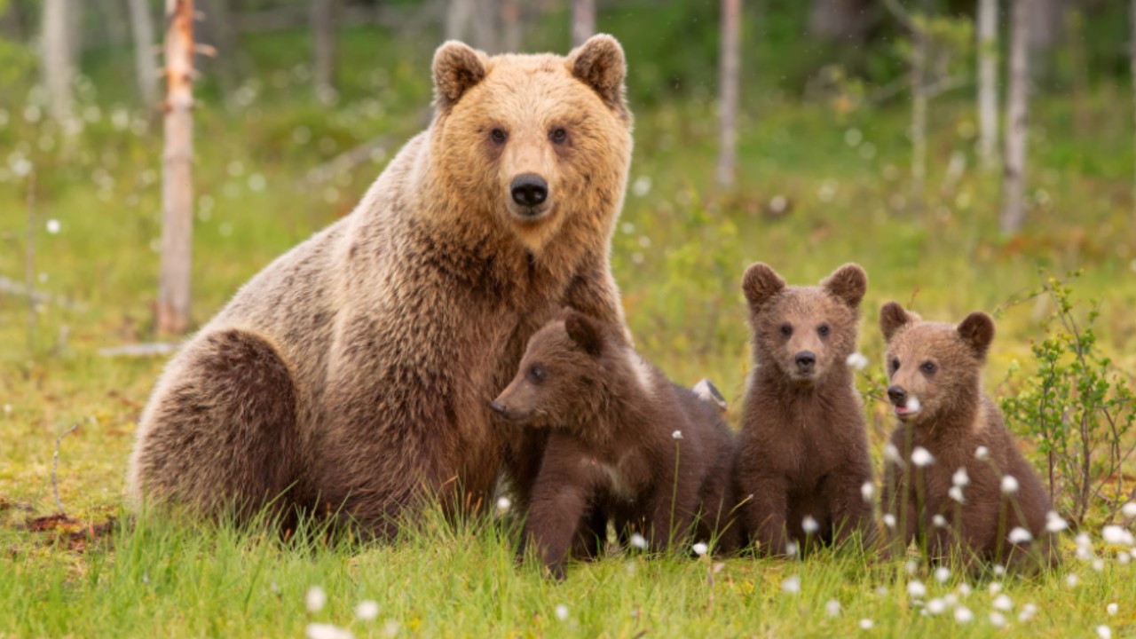 Disney Nature Videos & Resources | ClickView