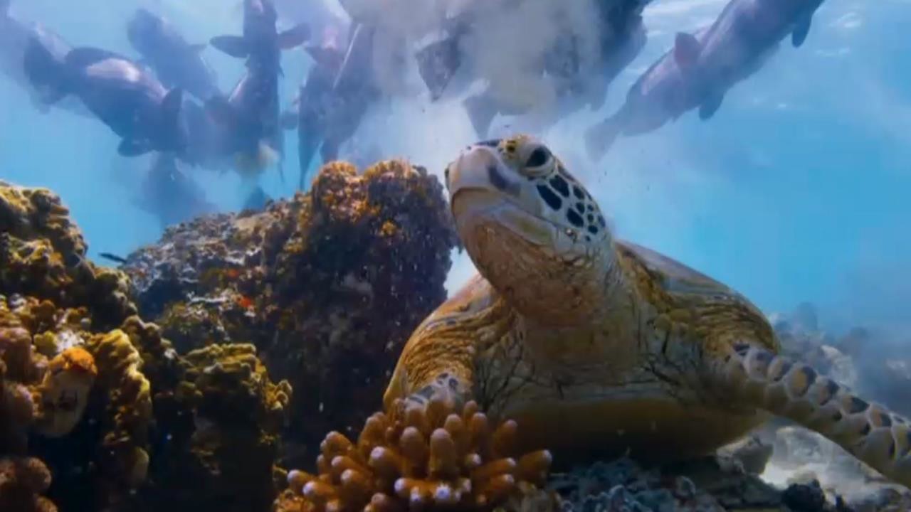 Blue Planet II Videos & Resources | ClickView