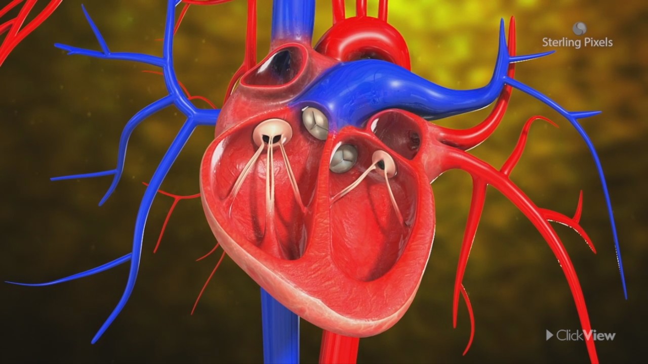 Cardiac Cycle Animation