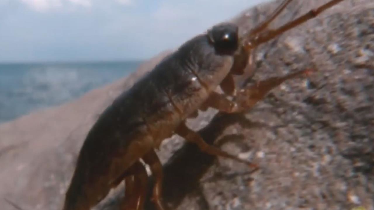 Wharf Roach Video & Resources | ClickView