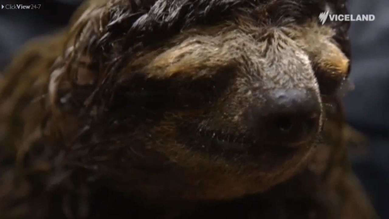 Sloths Save The World - VICE News joins an in... - ClickView