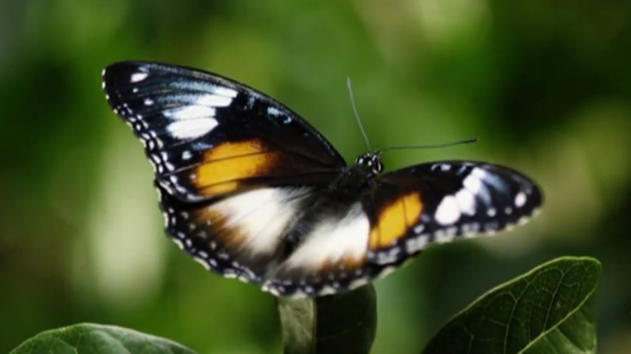 Egg Fly Butterfly - Kamil meets 9 year-old Lo... - ClickView