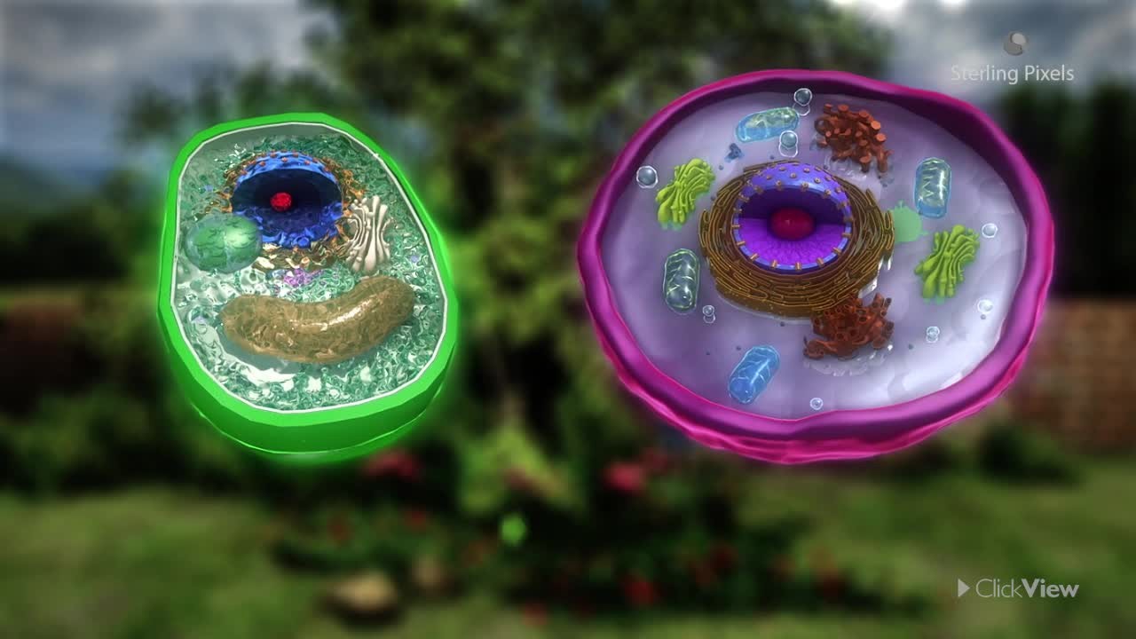 Looking inside Cells Video & Resources | ClickView