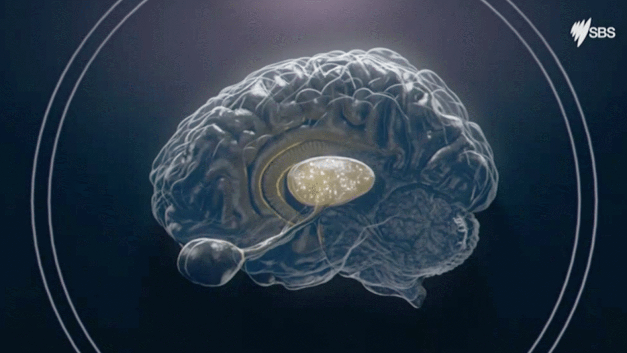 The Brain: Episode 1 - What Is Reality? - ClickView