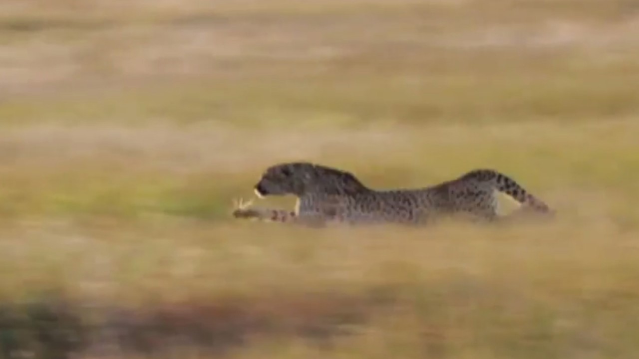 Fast Animals Video & Resources | ClickView