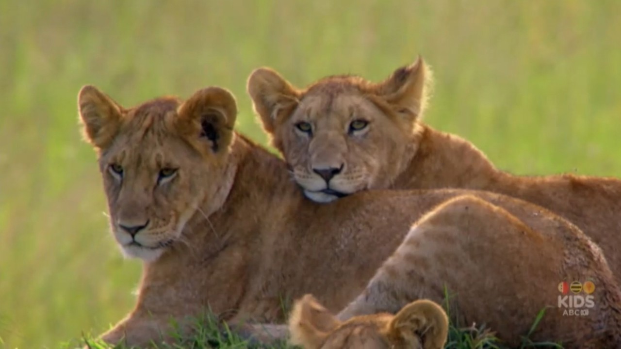 All about Lions - ClickView