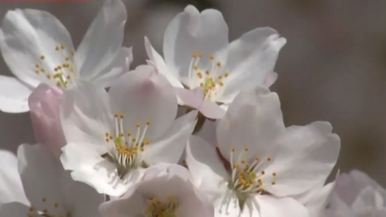 Cherry Blossom - Trivia on aspects of Japan's... - ClickView