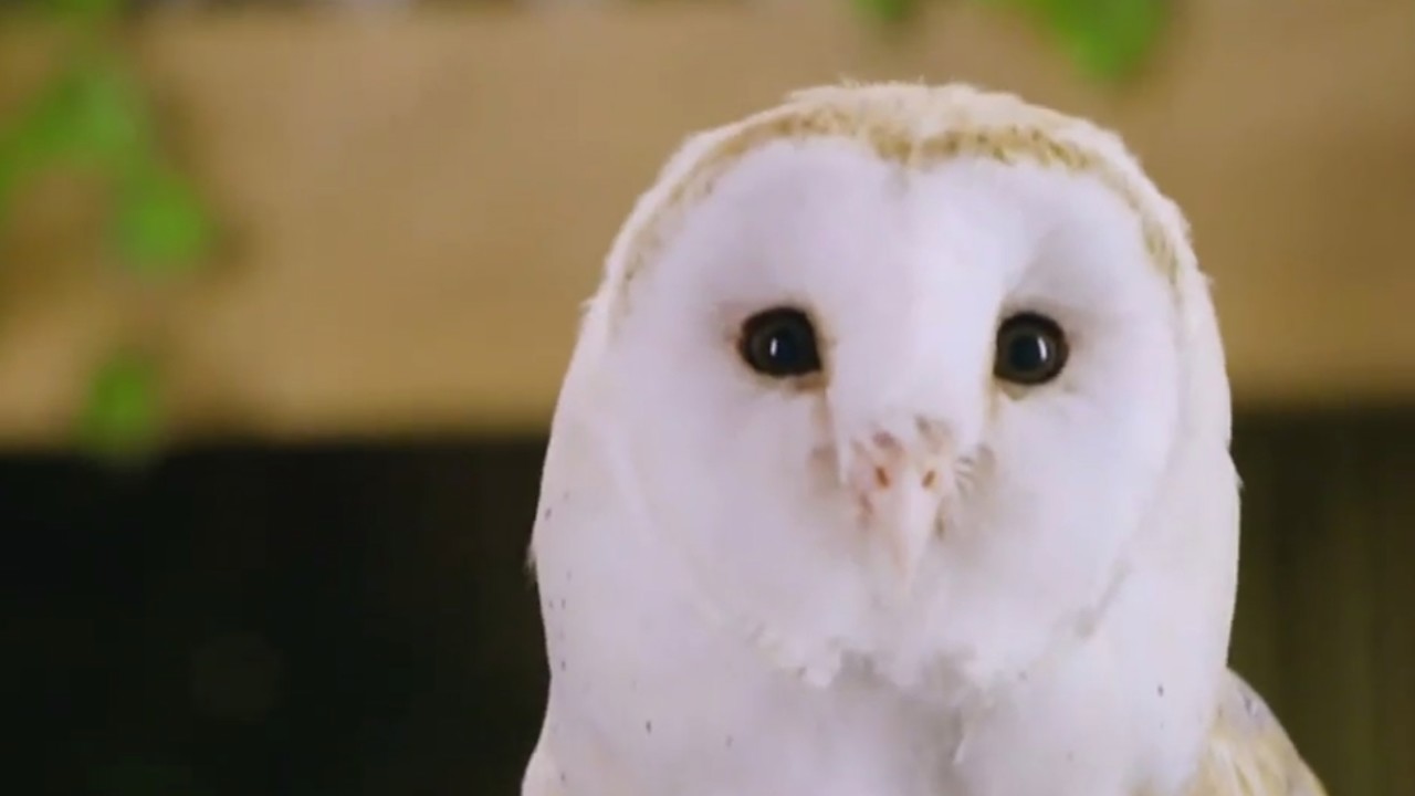 Owl Video & Resources | ClickView
