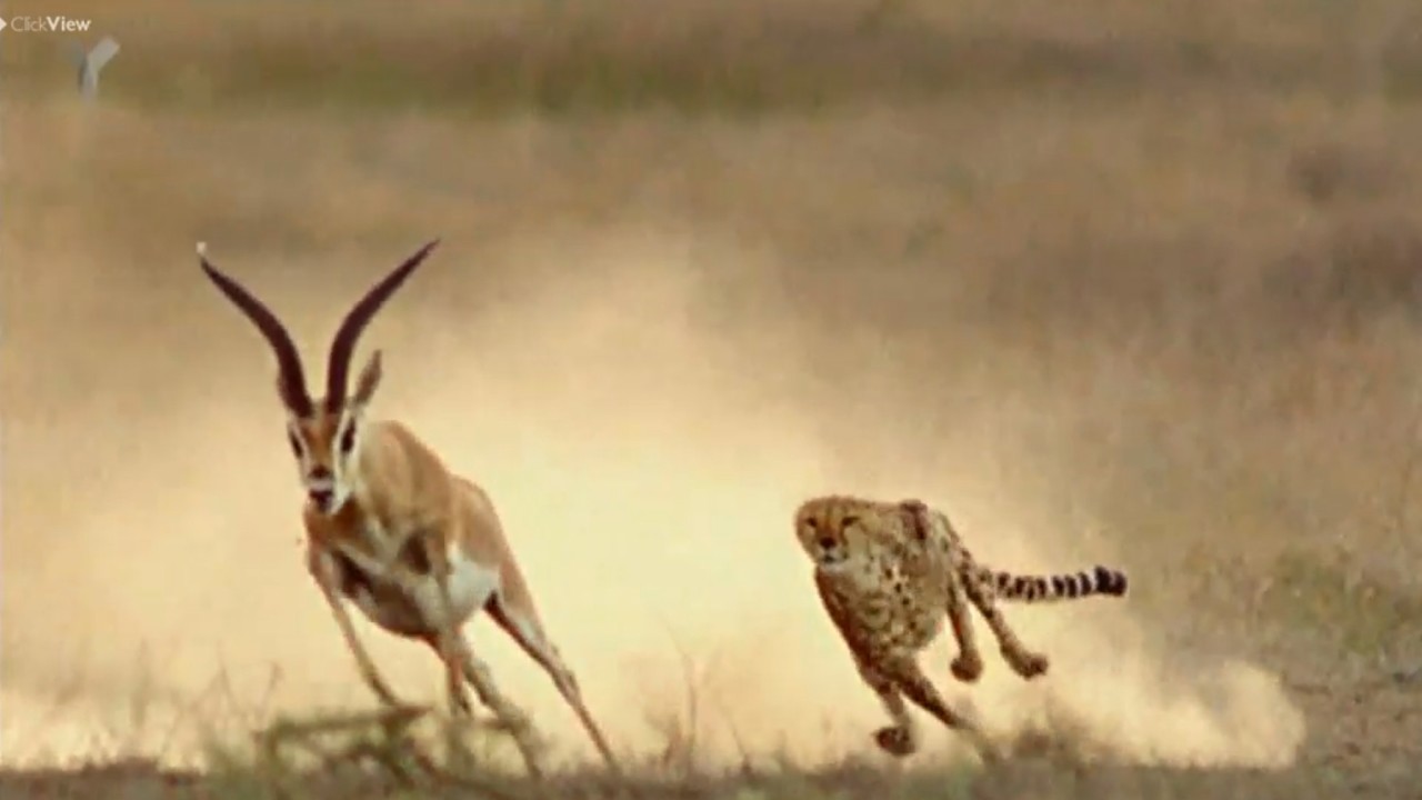 The Life of Mammals Videos & Resources | ClickView