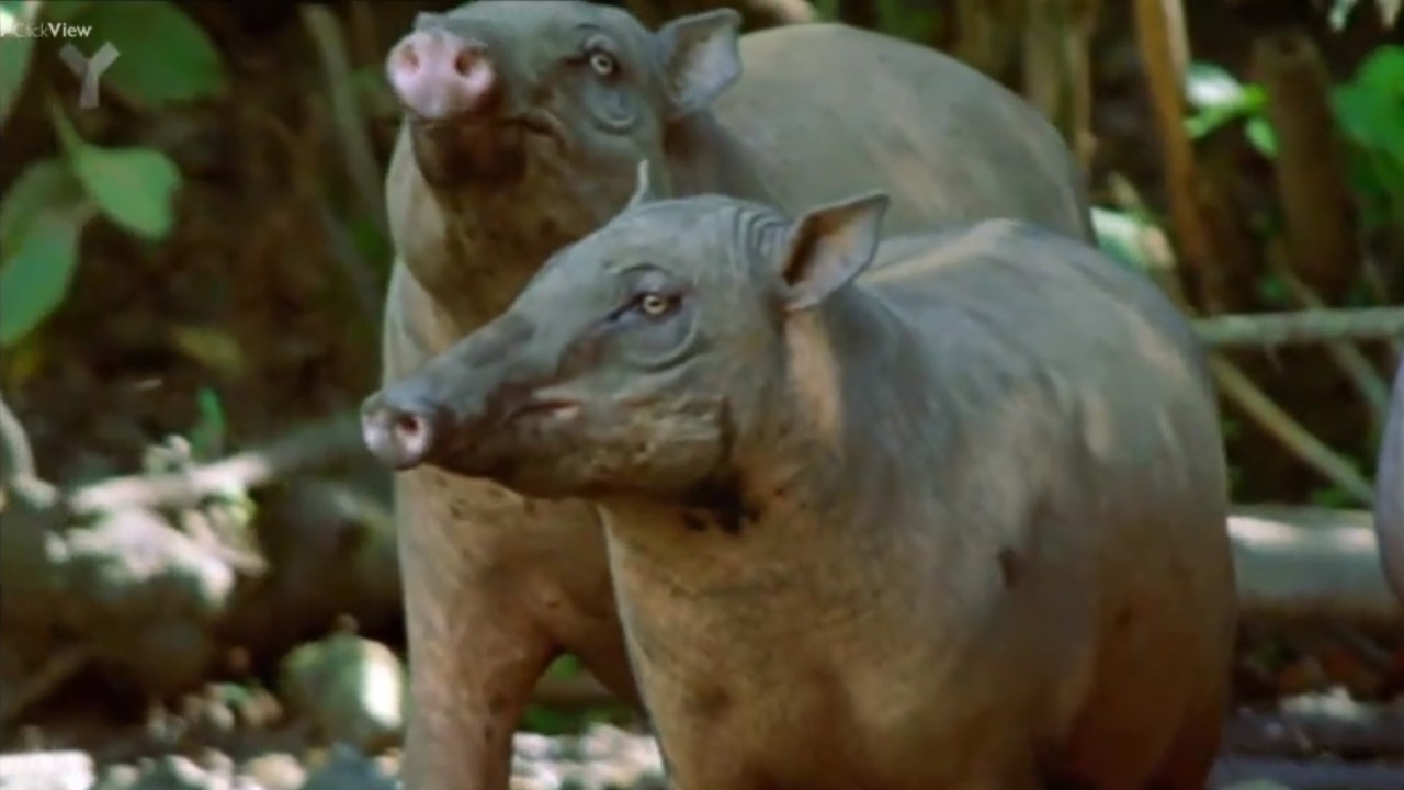 The Life of Mammals Videos & Resources | ClickView