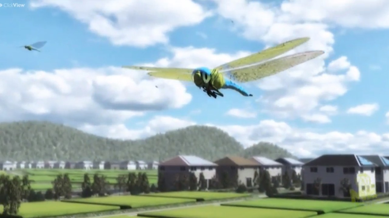 Dragonfly - Studying the extraordinary surfac... - ClickView