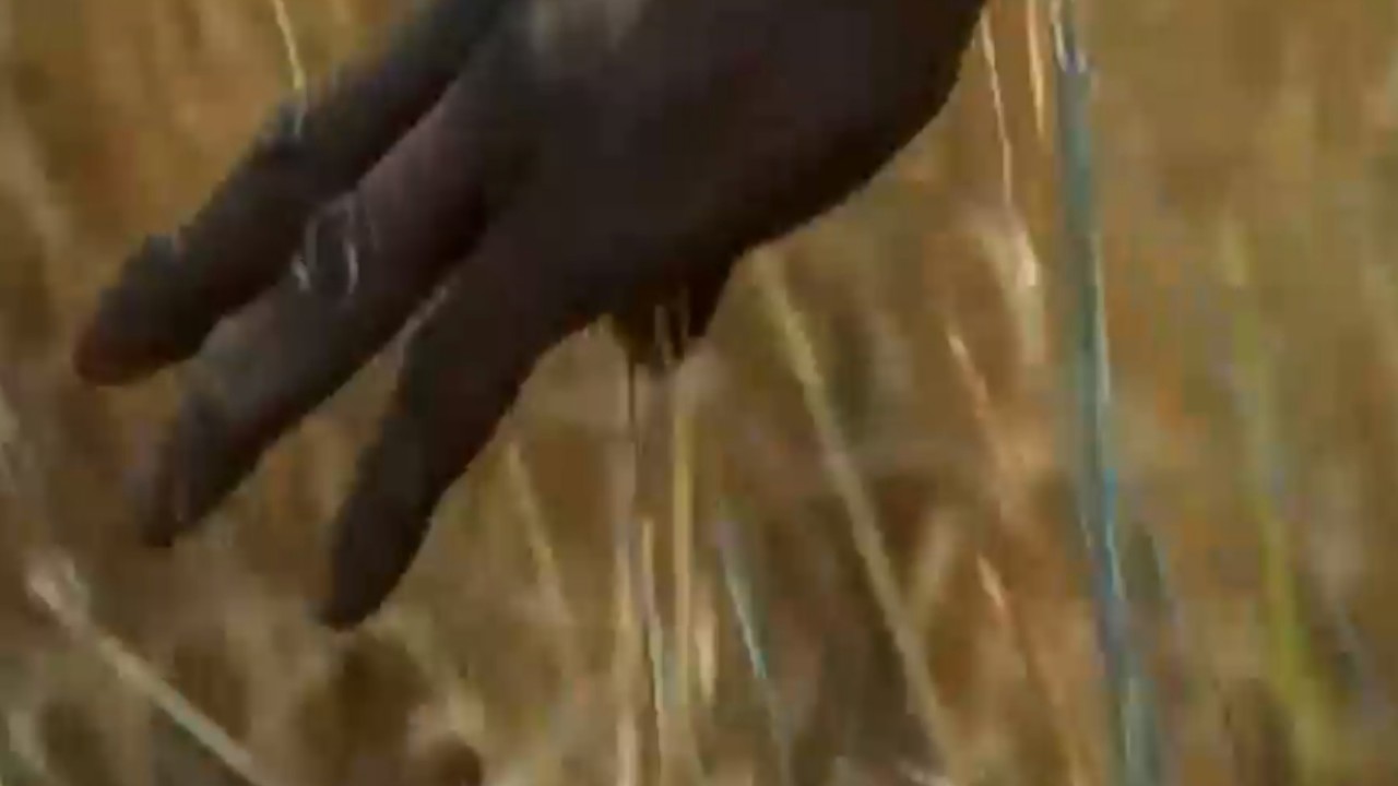 Grasslands: The Roots of Power - ClickView