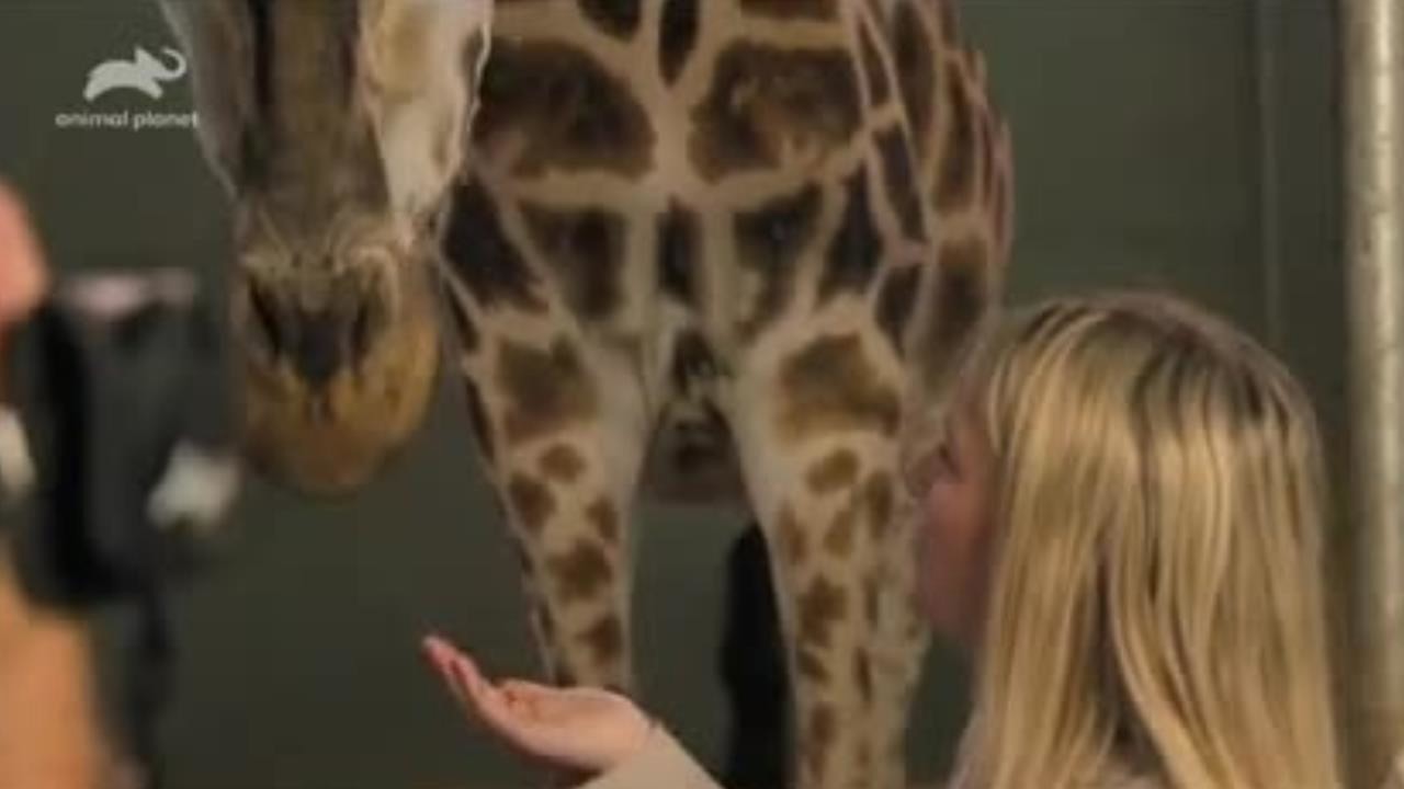 Episode 07: It's a Baby Giraffe - In Australi... - ClickView