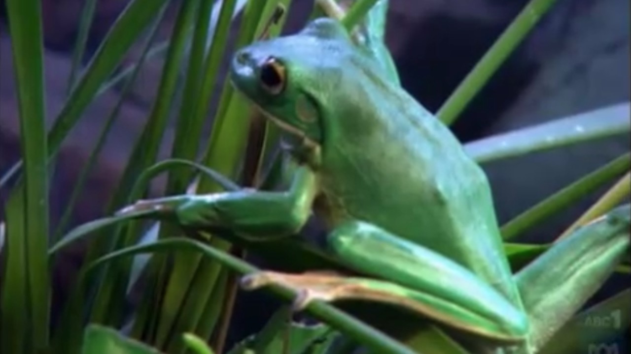 Frogs Video & Resources | ClickView