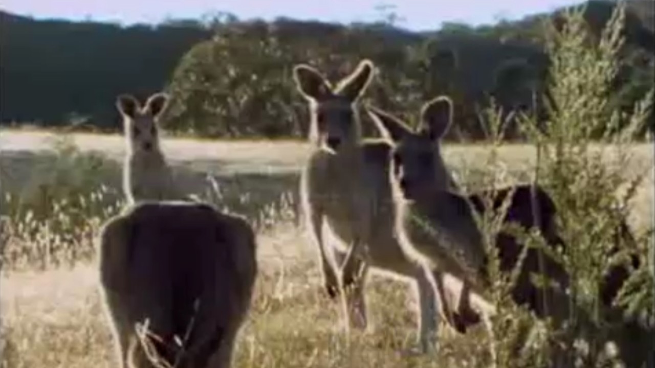 Kangaroos Video & Resources | ClickView