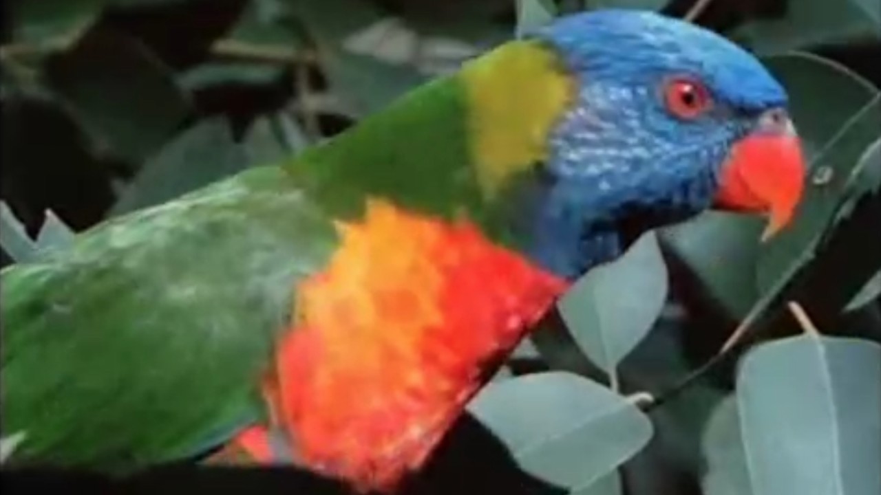 Parrots Video & Resources | ClickView