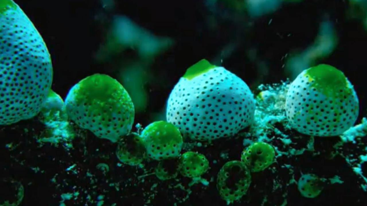 Spineless Video & Resources | ClickView