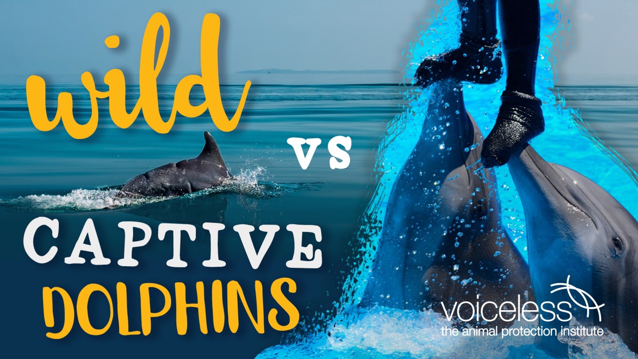 Wild vs Captive Dolphins: 10 Things You Didn’t Know about Dolphins ...