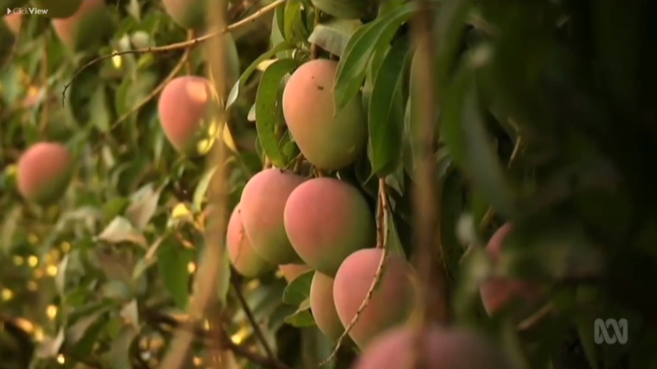 Mango Dreaming: The German adventurer who became the largest mango ...