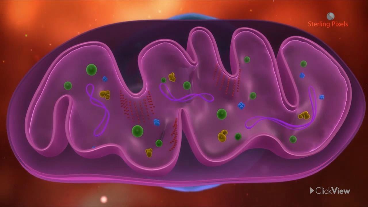 Mitochondria Video & Resources | ClickView