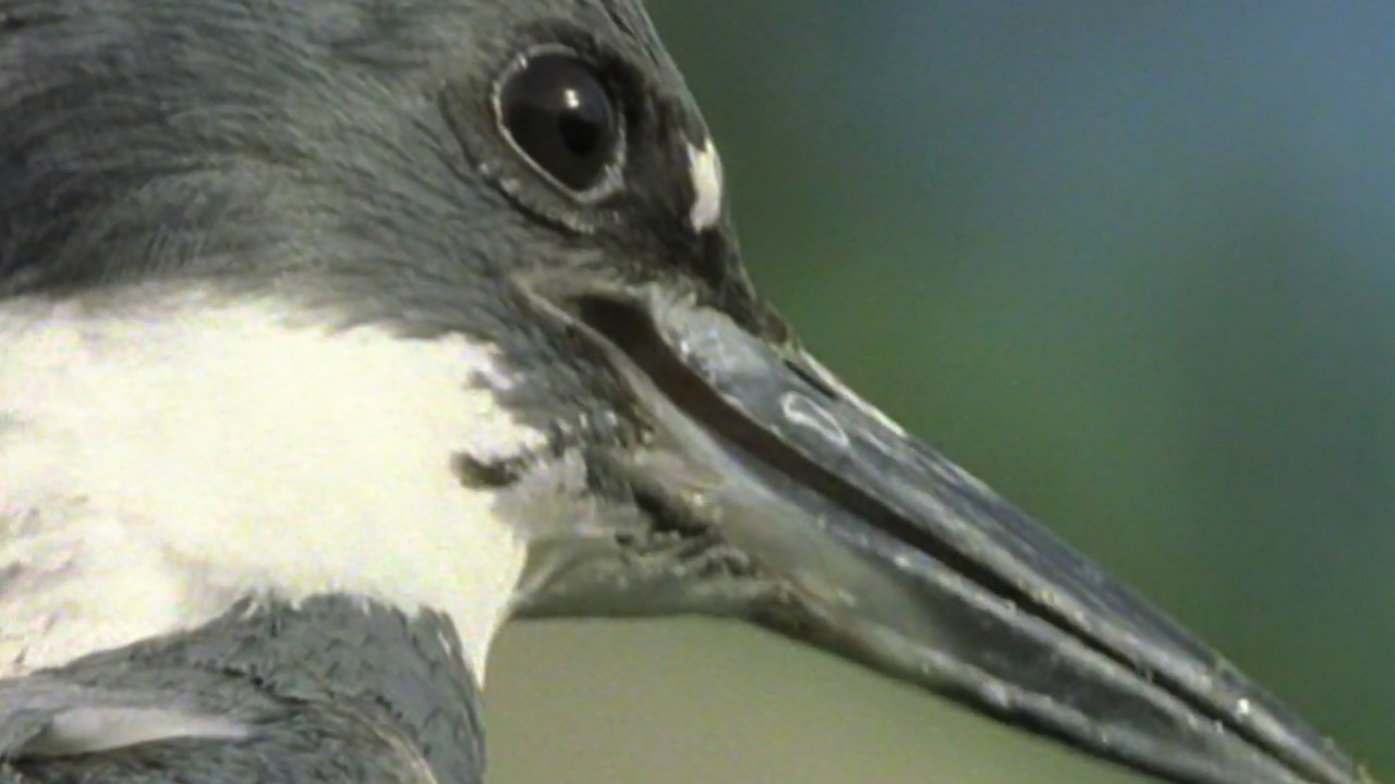 Attenborough: The Life of Birds | ClickView