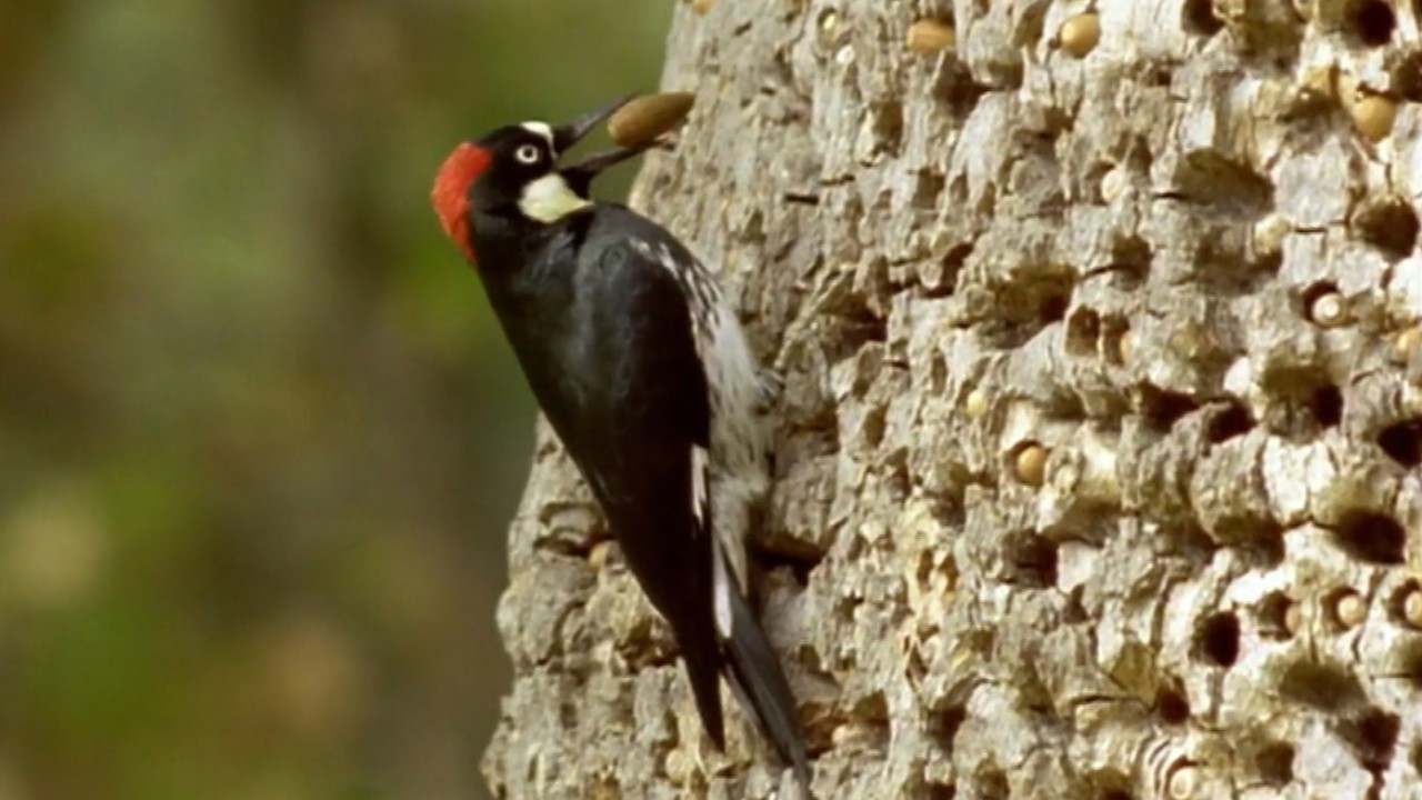 Attenborough: The Life of Birds | ClickView