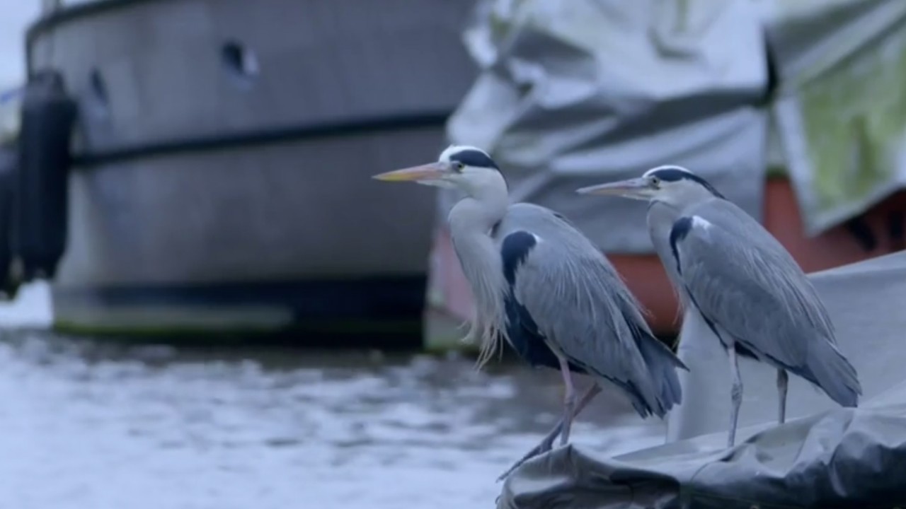 Outcasts - As cities are built, animals are... - ClickView