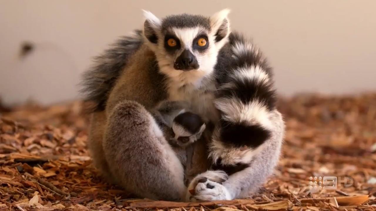 Lemur Video & Resources | ClickView