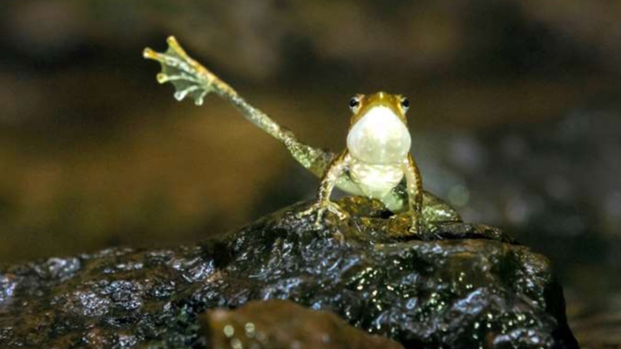 Nature's Miniature Miracles - Airs 8:00 PM 5 Apr 2020 on BBC FOUR ...